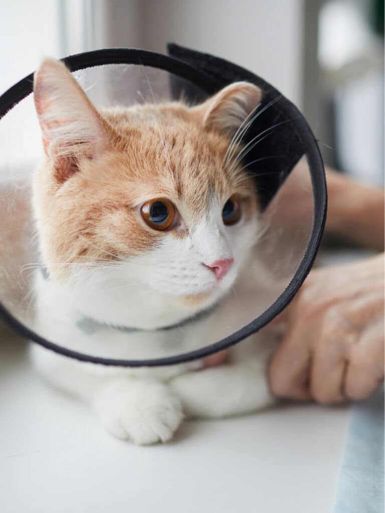 Home - Sirius Veterinary Care PLLC | Otsego Veterinarian